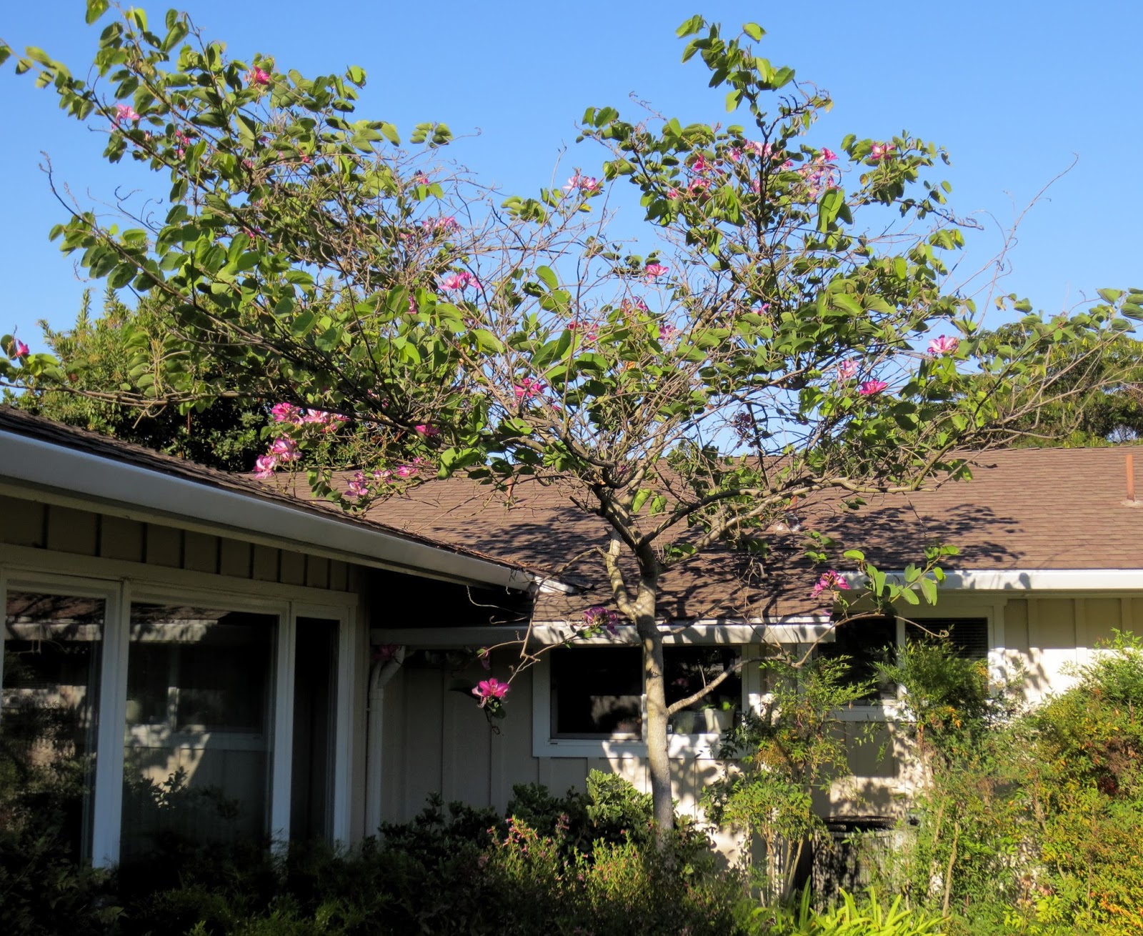 Late to the Garden Party: My favorite plant this week: Bauhinia x blakeana