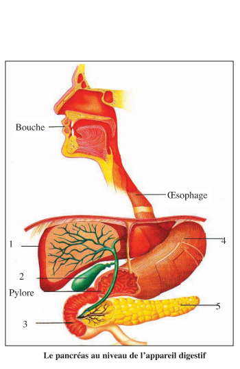 Cours 1bacexbiof La Communication Hormonale Régulation De La Glycémie