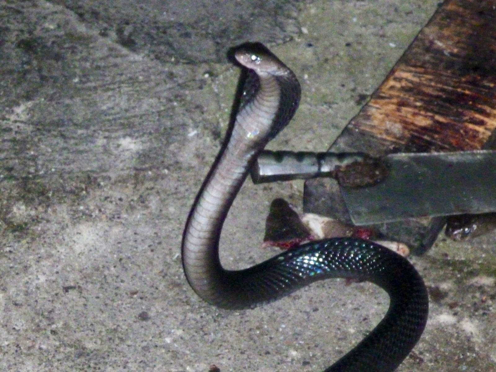 Ons leven op en rond Bali - Indonesië: Cobra