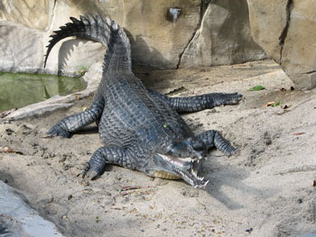 Gharial | Wildlife | The Wildlife