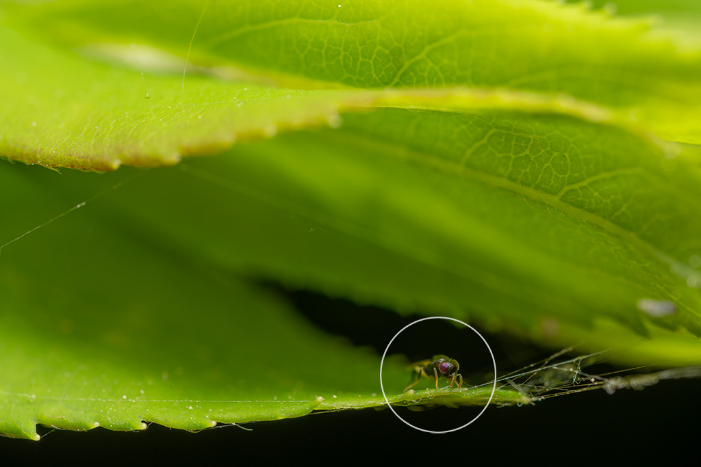 ムシをデザインしたのはダレ？: ツヤコバチ科 ( Aphelinus sp. ) 産卵 ミスショット！