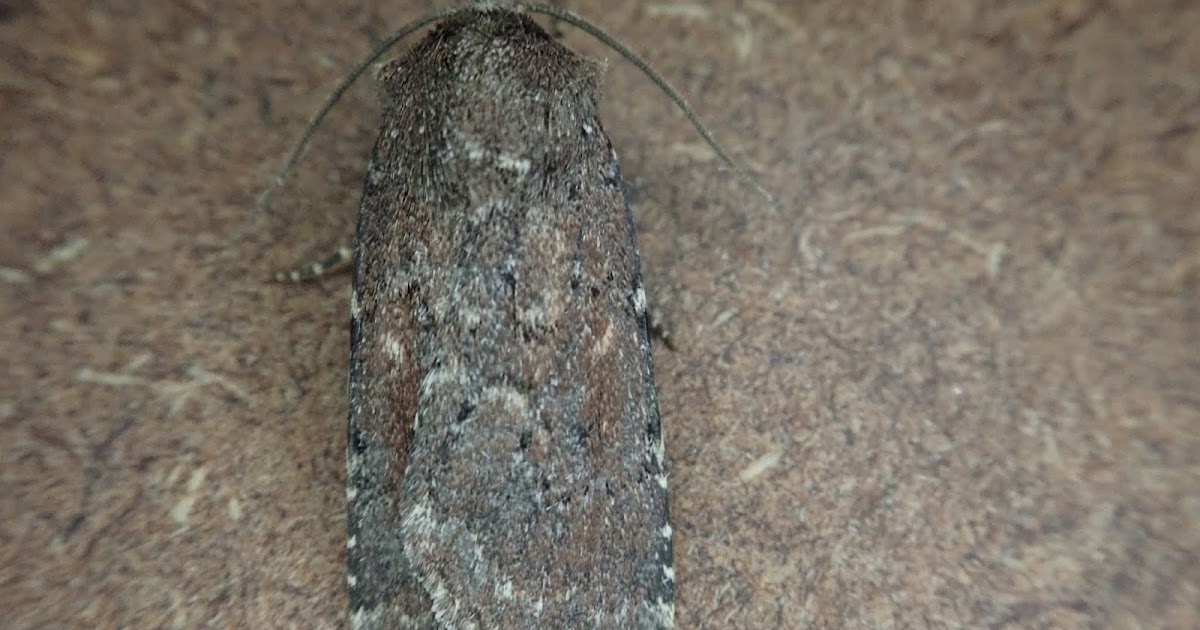 LEPIDOPTERA by Ed 3: Lycophotia erythrina