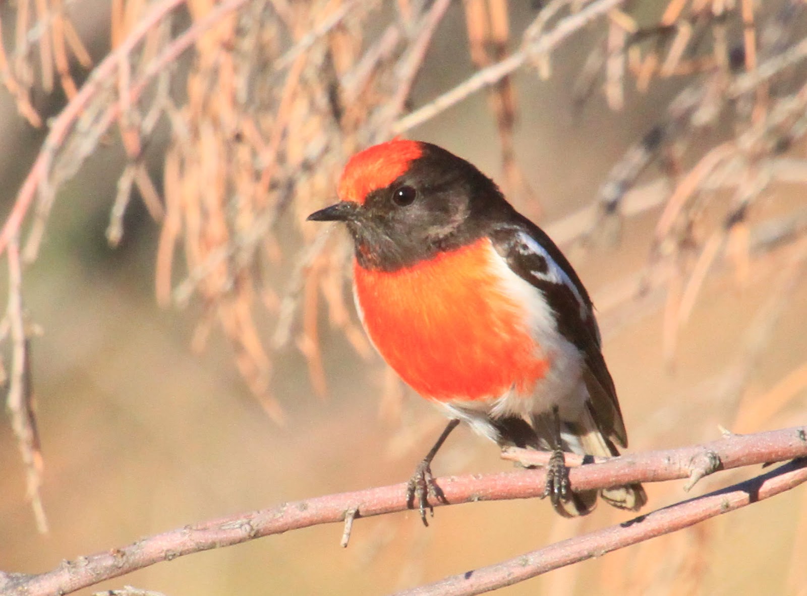 Richard Waring's Birds of Australia: Red-capped Robins dancing ...