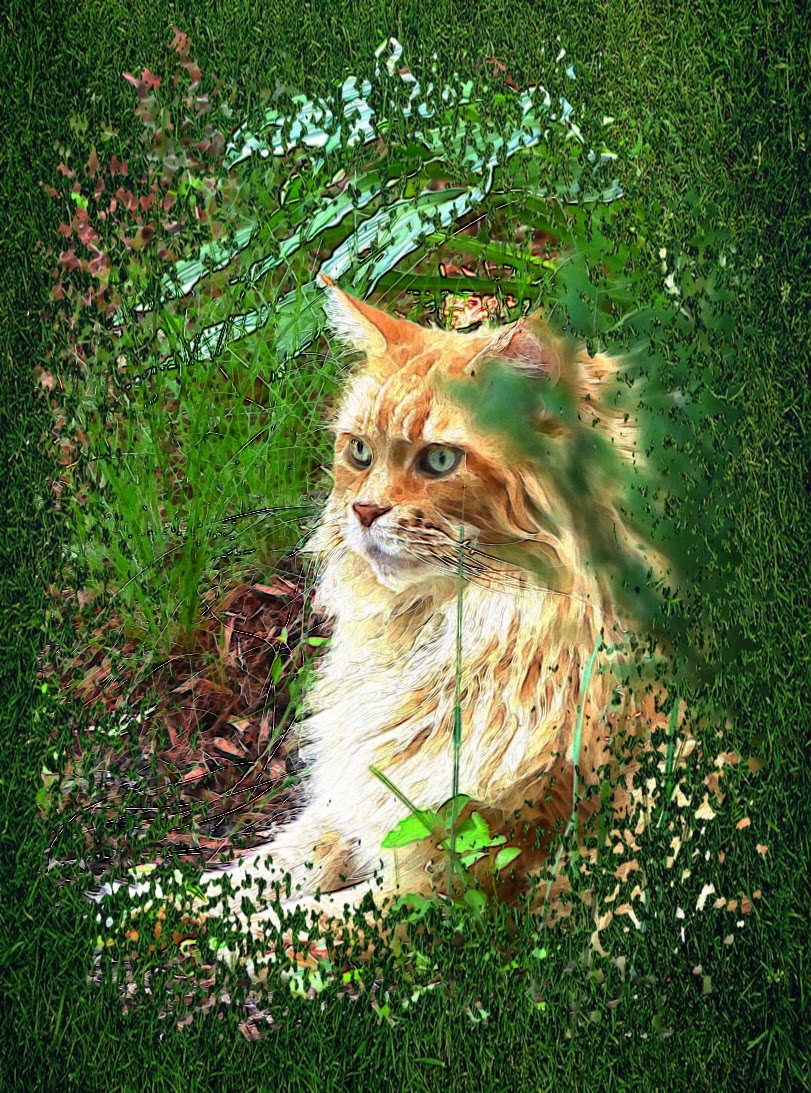 All About Lacocoon Dante: DANTE IN THE WILD!