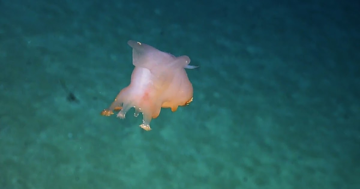 Real Monstrosities: Flying Pig!