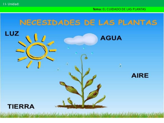 Ciencias divertidas : Plantas