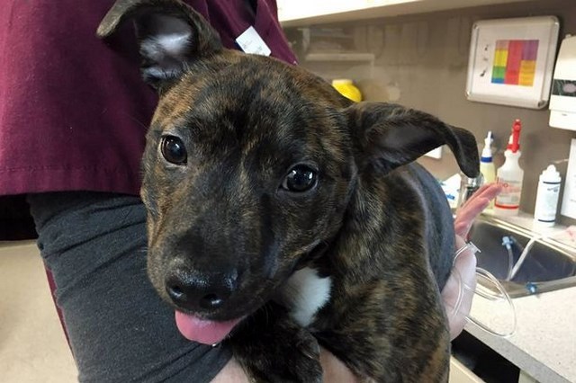 [IMPRESIONANTE] Perro se traga cuchillo de 20 centímetros y logra ...