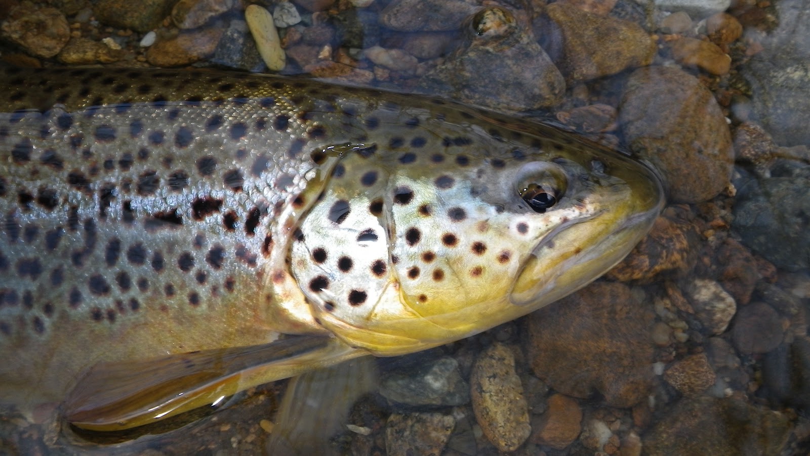 The Jersey Angler: Chimarra Caddis Larva