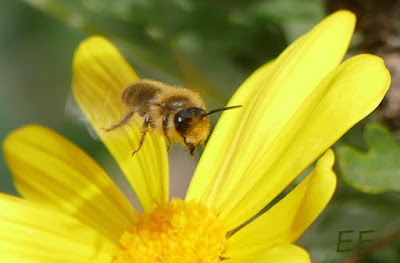 Mallorca es así también: Insectos de primavera en el jardín