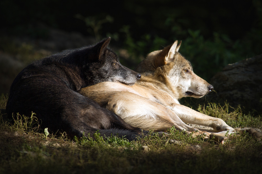White Wolf : Wolves Cuddling Together For Warmth Will Melt Your Heart