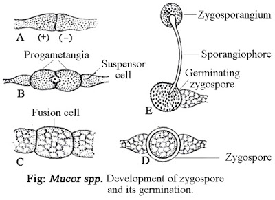 Mucor mucedo - Biology 24/7