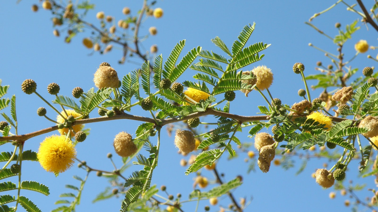 Χλωρίδα της Κύπρου: Acacia farnesiana - Παλαιό Νοσοκομείο Λεμεσού 26/11 ...