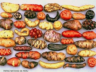 PLAAN : SEMILLAS DE PAPAS NATIVAS DE PERU SE ENVIARAN AL ARTICO PARA SU ...