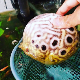 Humpback Pufferfish (Tetraodon palembangensis) - Ikan buntal dari Asia ...