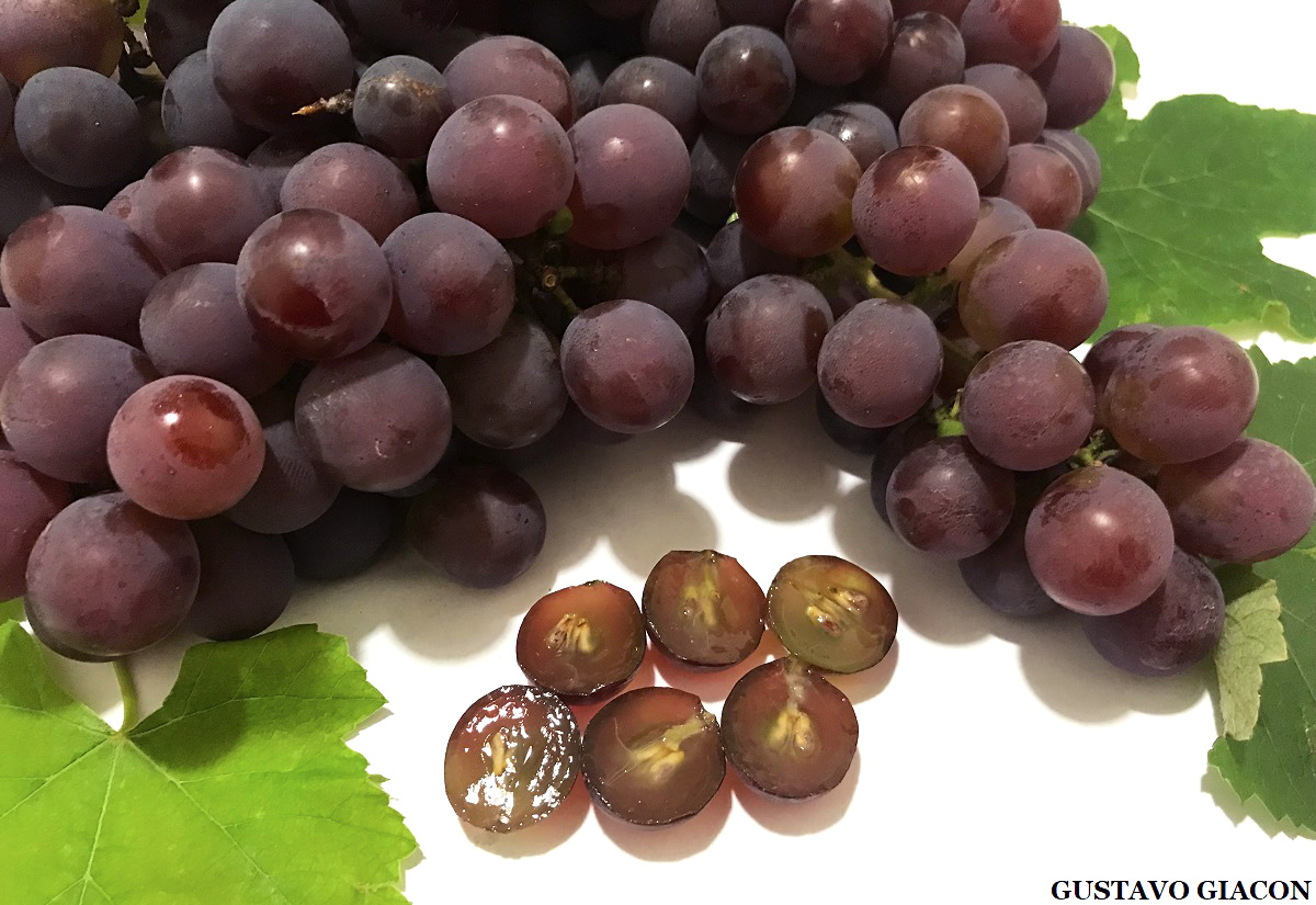 Viveiro Ciprest - Plantas Nativas e Exóticas: Uva Niagara Rosada ...