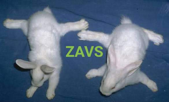 SPLAY LEG IN RABBIT: RABBIT HEALTH MANAGEMENT:RABBIT PRODUCTION