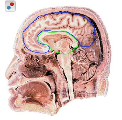 Atlas de neuroanatomía: CORTEZA CEREBRAL (NEOCORTEZA)