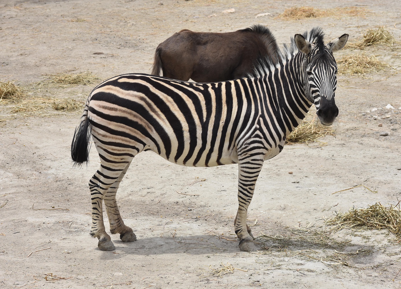 ZOOTOGRAFIANDO (6.100 ANIMALS): CEBRA COMÚN / COMMON ZEBRA (Equus quagga)