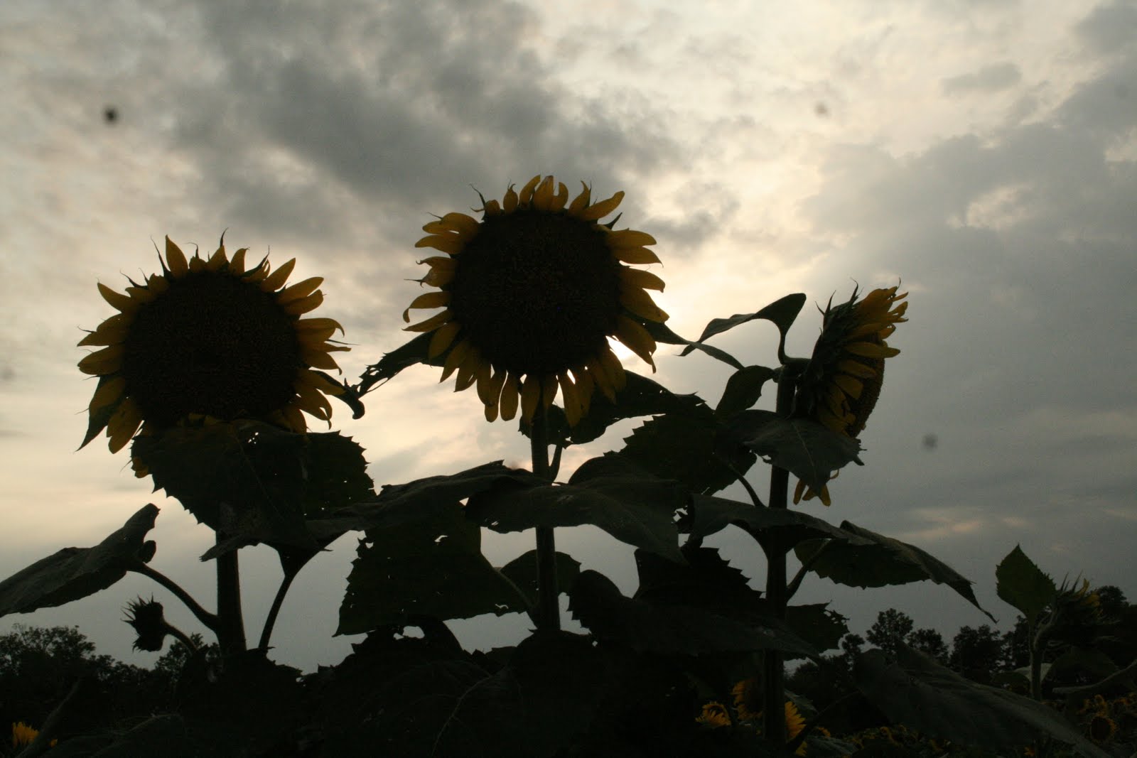 Dean and Becky's Hummer Adventures: Panther Swamp National Wildlife ...