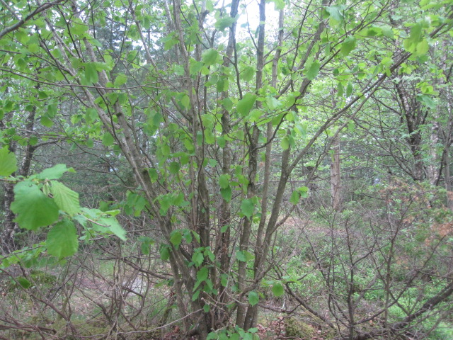Trær jeg liker: Hassel. Åpner dører til andre verdener