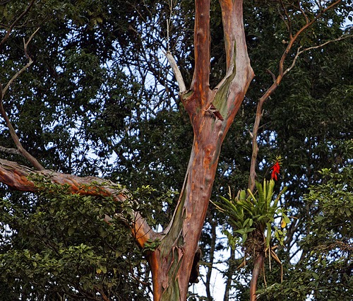 Reforestation and the Medicinal Uses of Trees -Liliana Usvat Research ...