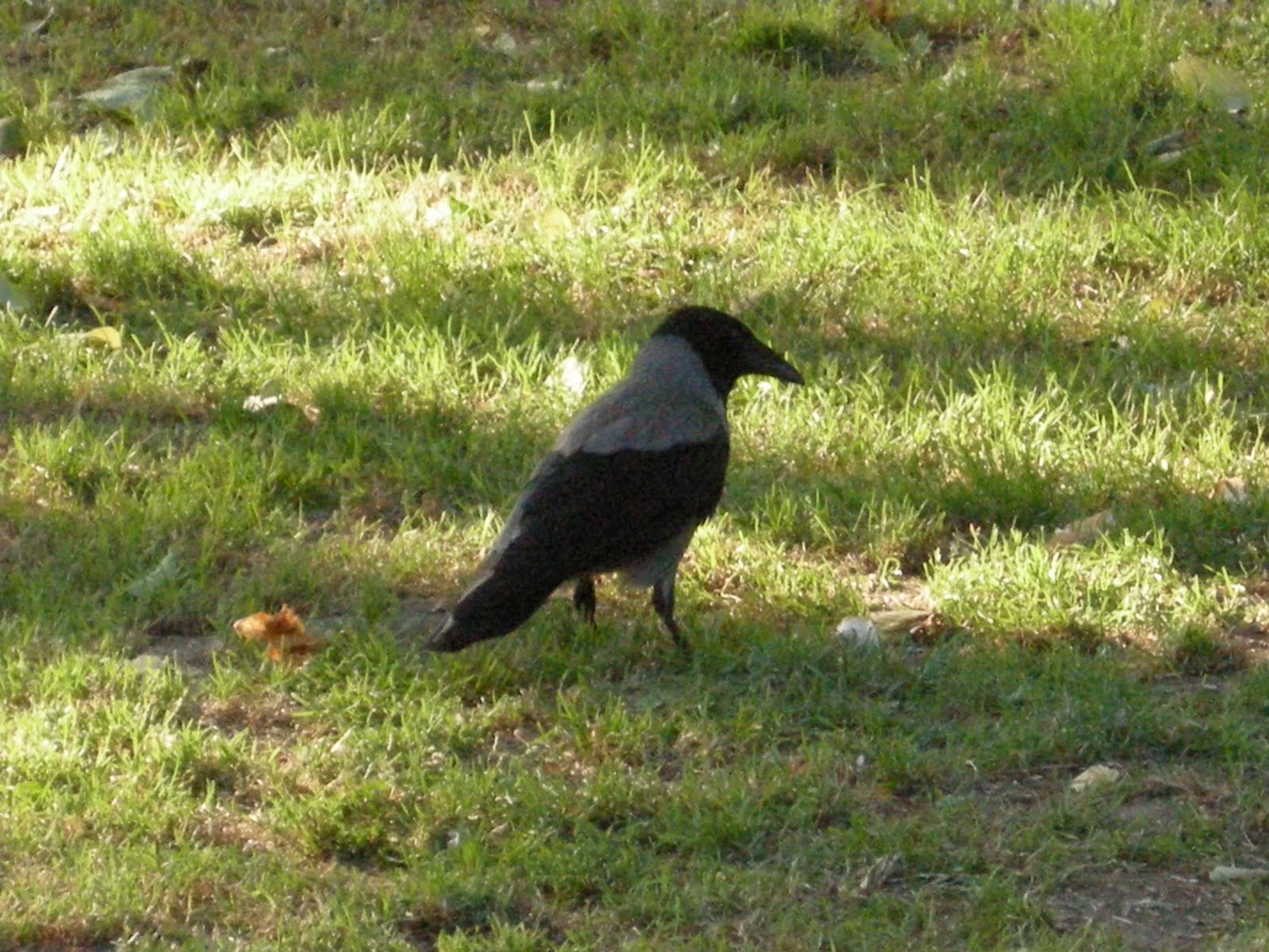 Paseando por León: Turquía: fauna