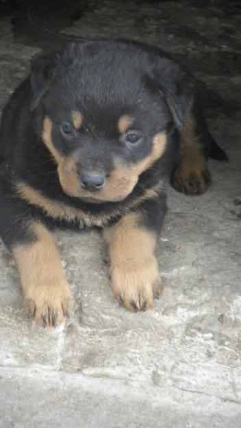 Fotos De Perros: Rottweiler Bebe