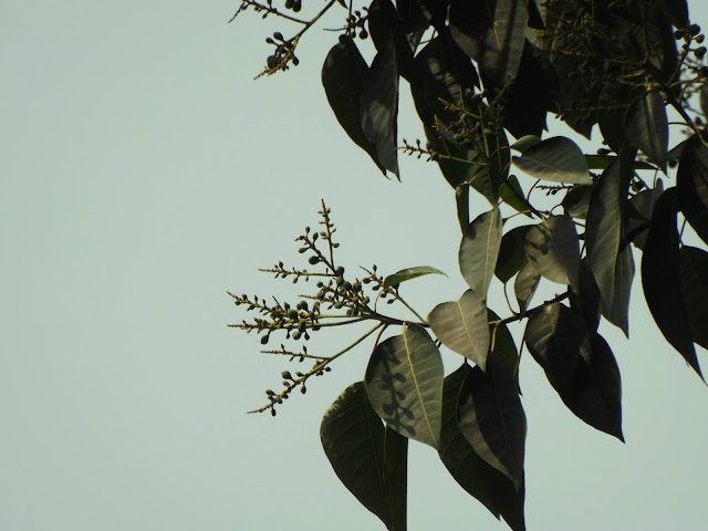 Boloch or Bolosh, Balakata baccata