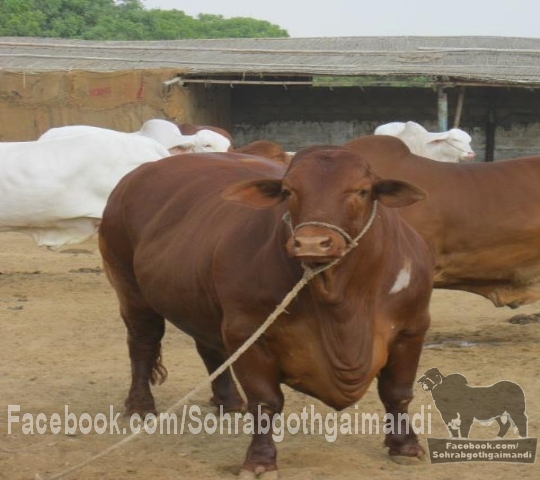Sohrab Goth Gai Mandi Photos Gallery: Dilpasand Cattle Farm 2012