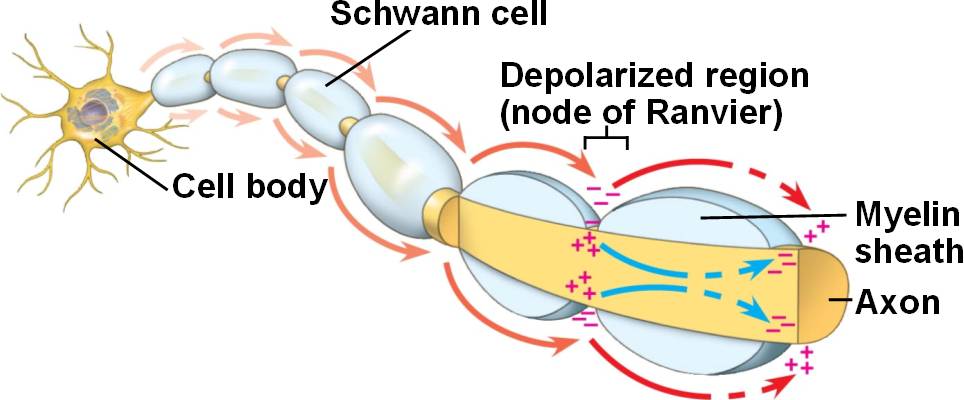 #119 Action potentials | Biology Notes for A level