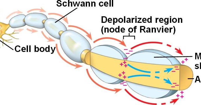 #119 Action potentials | Biology Notes for A level