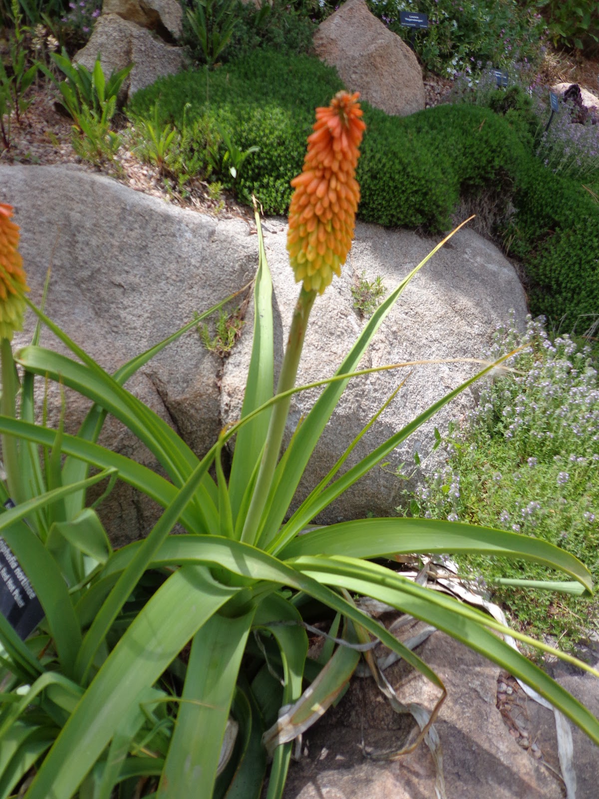 Prairiebreak: Kniphofia
