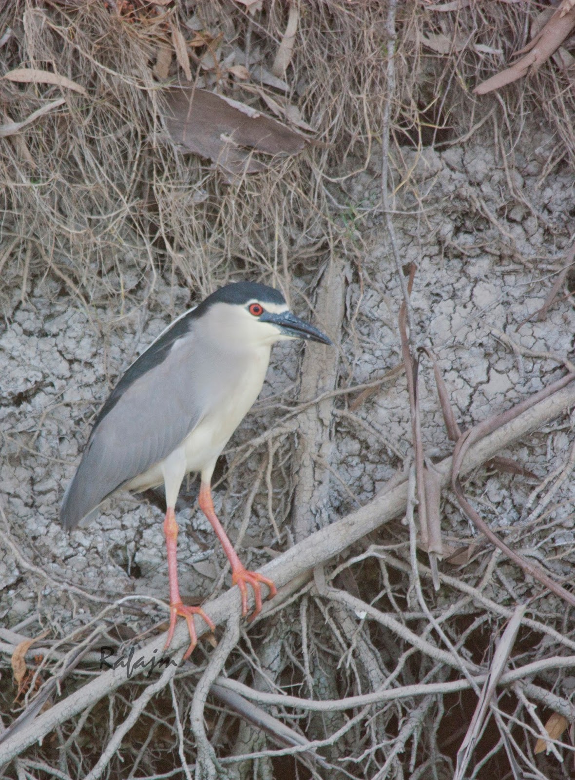 Las Alas del Guadalquivir.: Martinete Común. Nycticorax Nycticorax