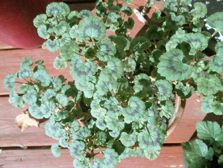 Green Jean: mini geranium