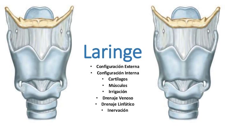 LA LARINGE Y SU PAPEL EN LA RESPIRACIÓN Y LA PRODUCCIÓN DE SONIDOS
