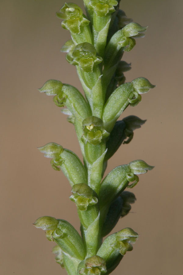 Toowoomba Plants: Slender Onion Orchid