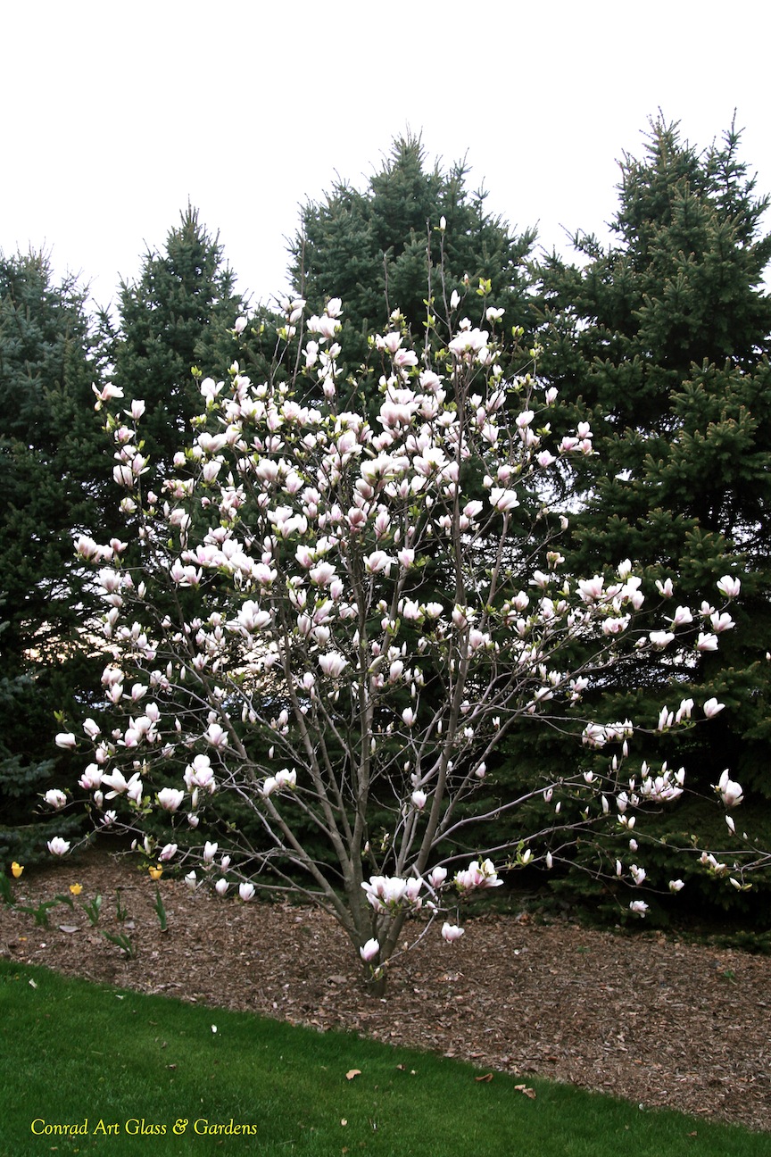 Conrad Art Glass & Gardens: Magnolias
