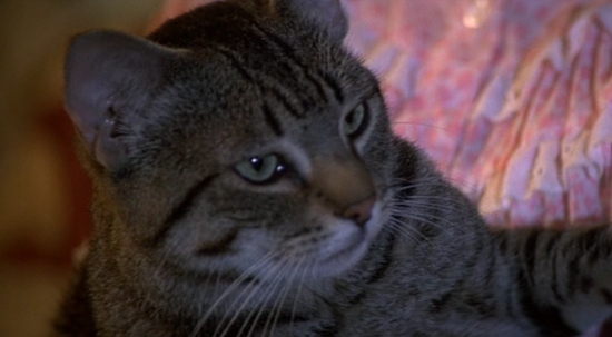 The Horror Club: 10 more Horror Cats that need your attention right meow!