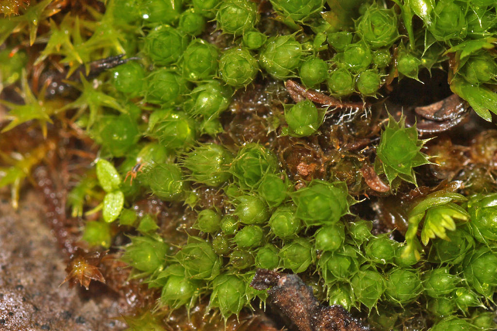 Moonmoths Photo Gallery: Fox Hole, Southgate