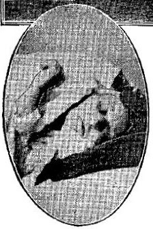 Kossuth County History Buff: THE MURDER OF ANNA JORGENSON