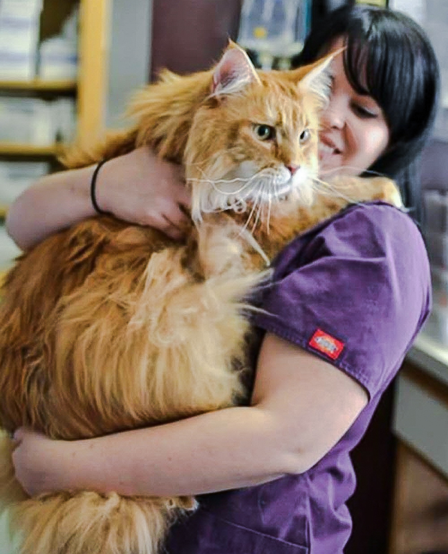 Your Maine Coon Guide