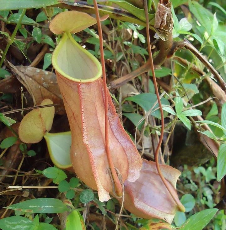 බාඳුරා [Bandura] (Nepenthes distillatoria) ~ අපේ ඔසුපැළ Medicinal ...