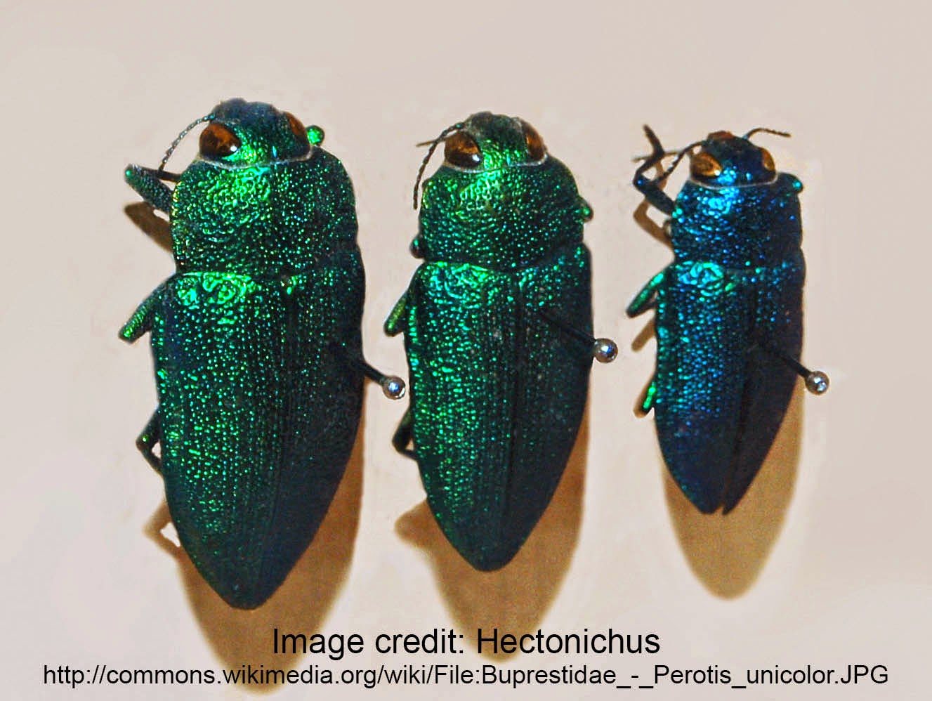 Bizarre Creature of the Day: Creature 200: Buprestidae