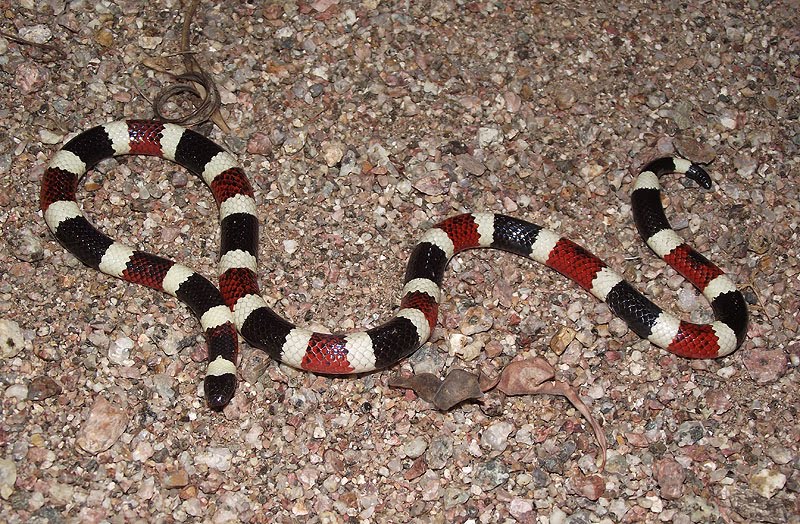 Ophidiophilia: Arizona Epic Part 1