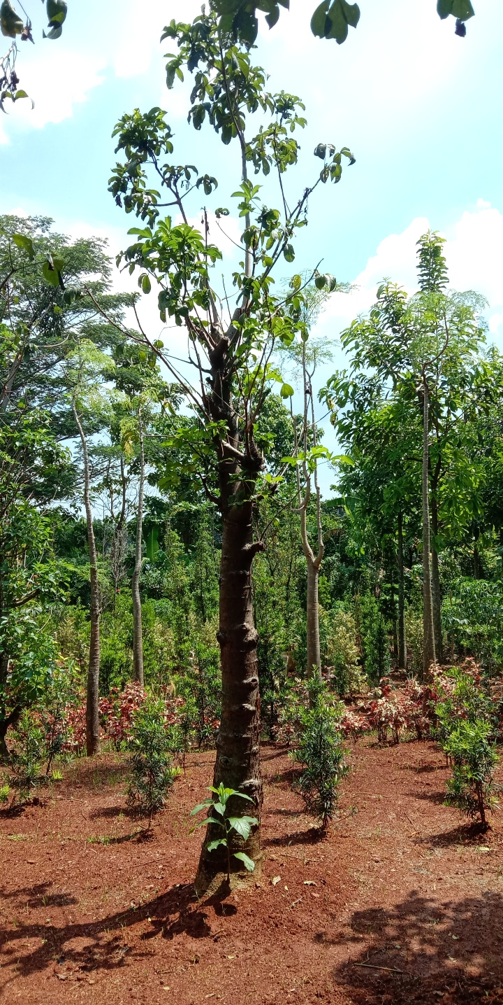 pohon baobab kaki gajah