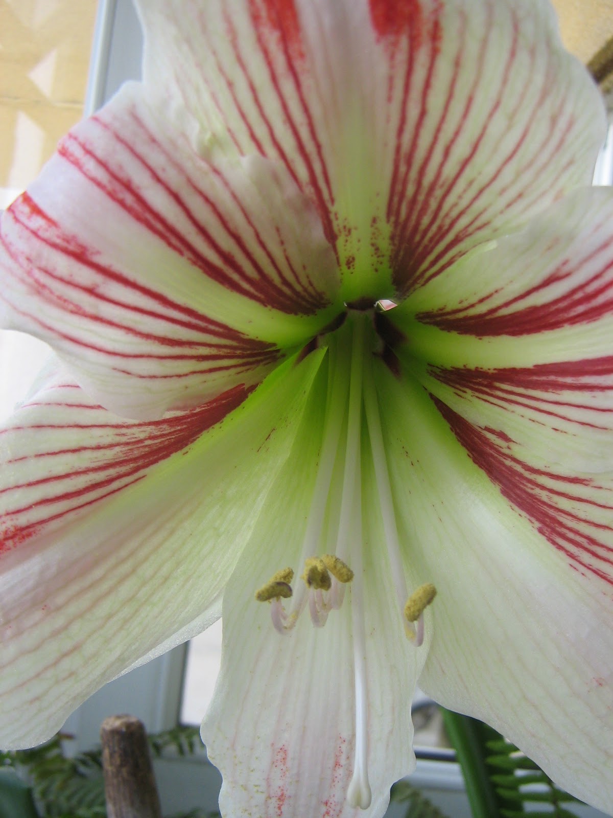 Vorbe de verde: FLORI DE CAMERA