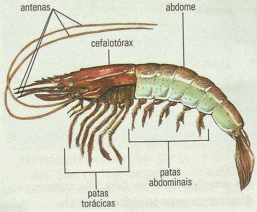 Segundo Ano Biologia: Crustáceos