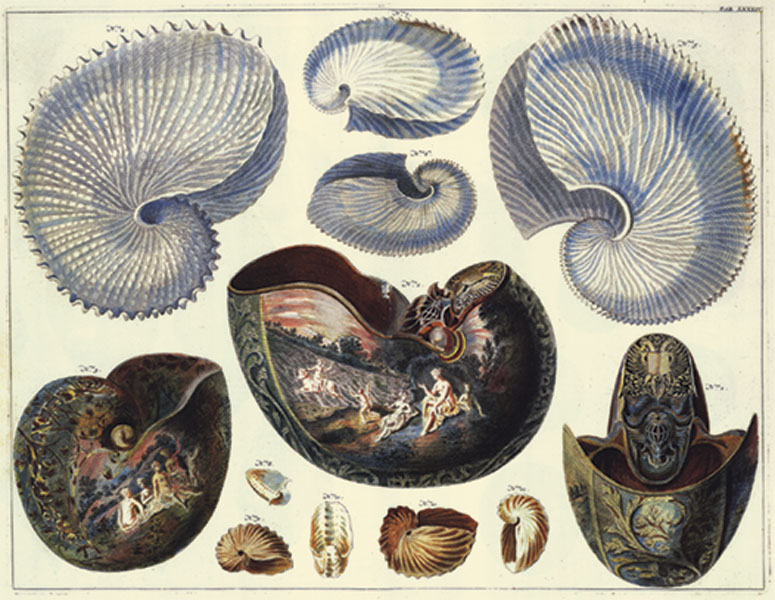 El rebost de Mr. Cairo: Albertus Seba i la seva col·lecció