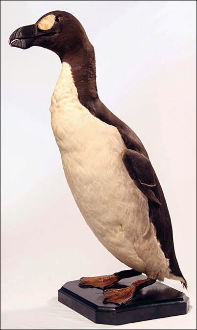 Gran alca o alca gigante (Pinguinus impennis)