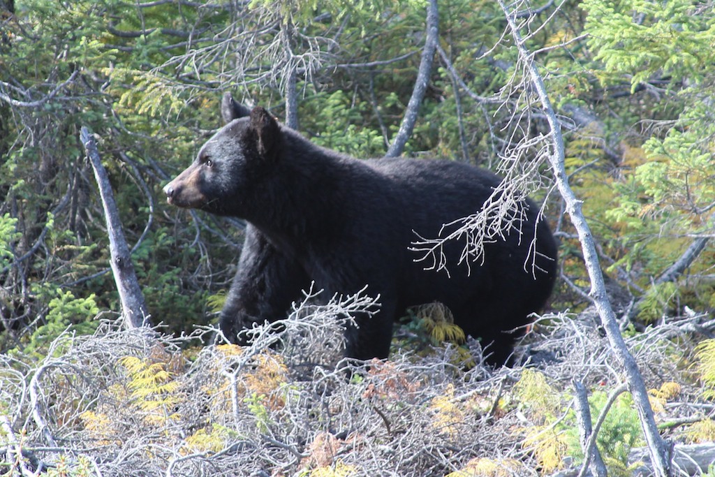 Ruffing It: Traversing the Trans-Lab Highway